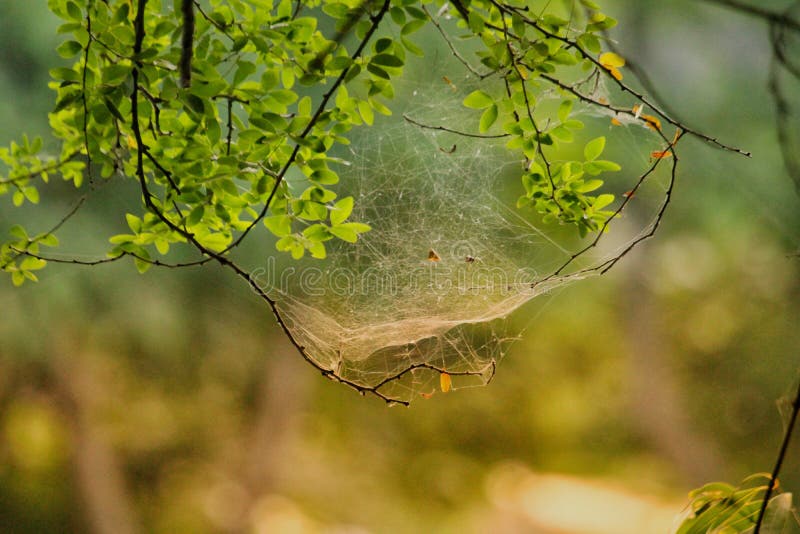 Spider Web on Tree Branches and Leaves Calender or Wall Paper Stock ...