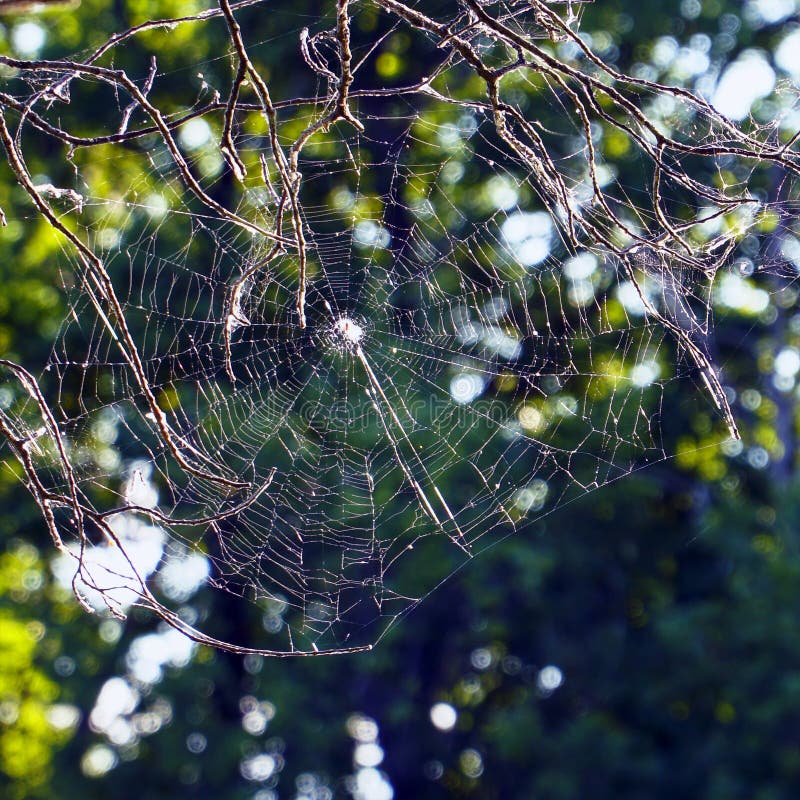 Spider Web on Tree Branches Stock Image - Image of design, detail ...