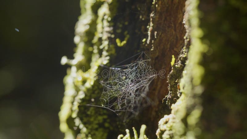 Spider Web on Tree Branches and Sun Reflection. Spider`s Web on Tree ...