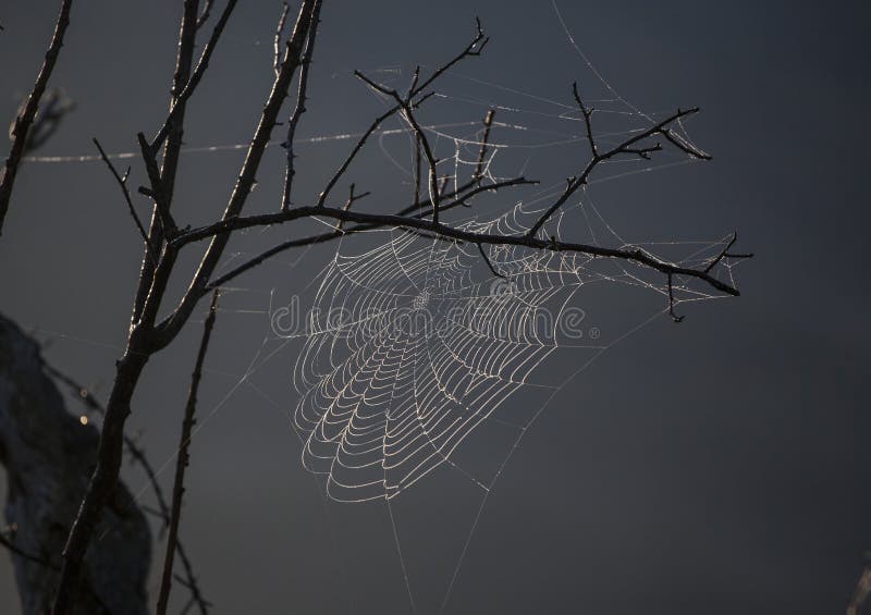 Spider web on a tree stock photo. Image of spiderweb - 79333440