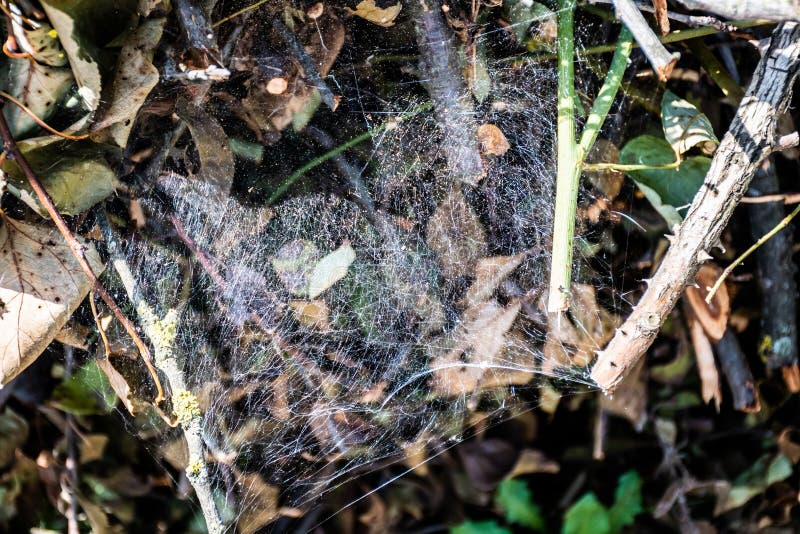 Spider web stock photo. Image of brown, catch, nature - 237031156