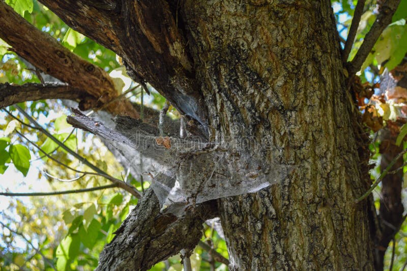 Spider Web in Tree in Fall Time Stock Photo - Image of jungle, leaf ...