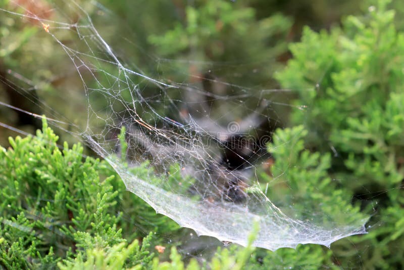 Spider Web on Tree Leaves in a City Park. Stock Image - Image of ...