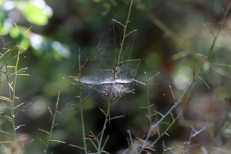 Spider Web on Tree Leaves in a City Park. Stock Image - Image of ...