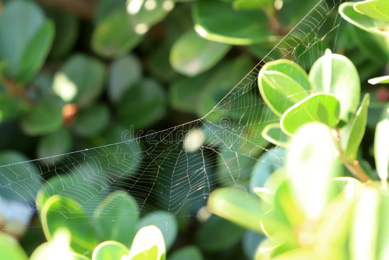 Spider Web on Tree Leaves in a City Park. Stock Photo - Image of ...