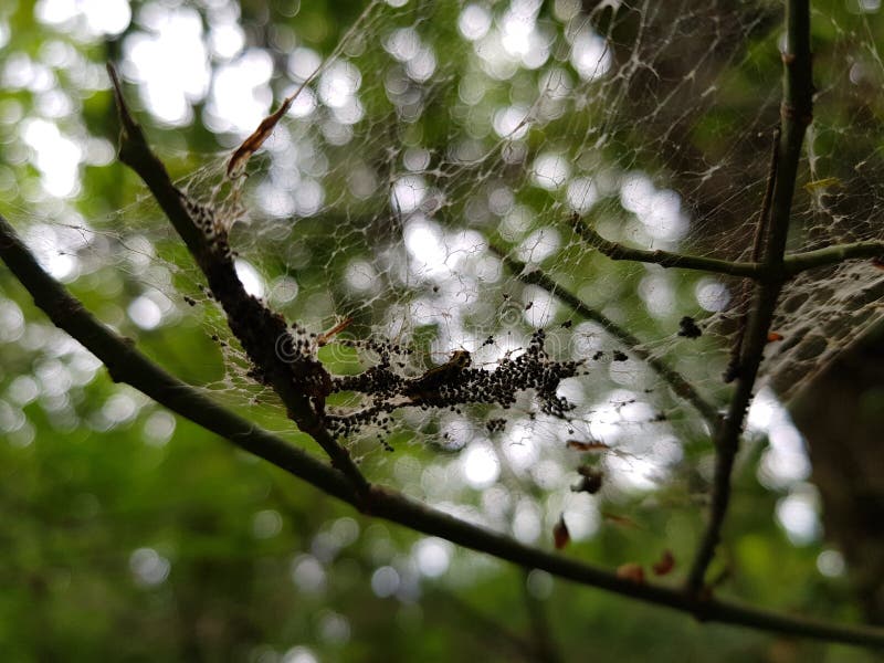 Spider web in tree stock image. Image of water, winter - 193281671