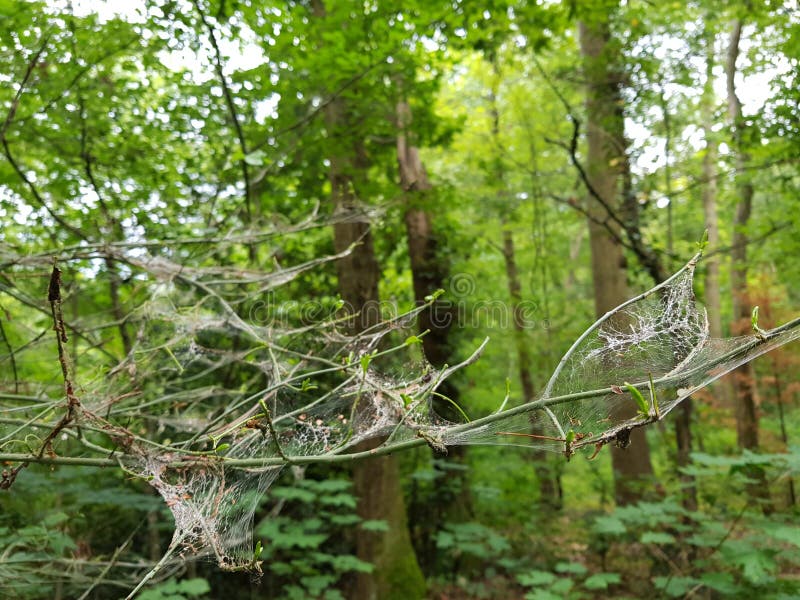 Spider web in tree stock photo. Image of garden, green - 193282352