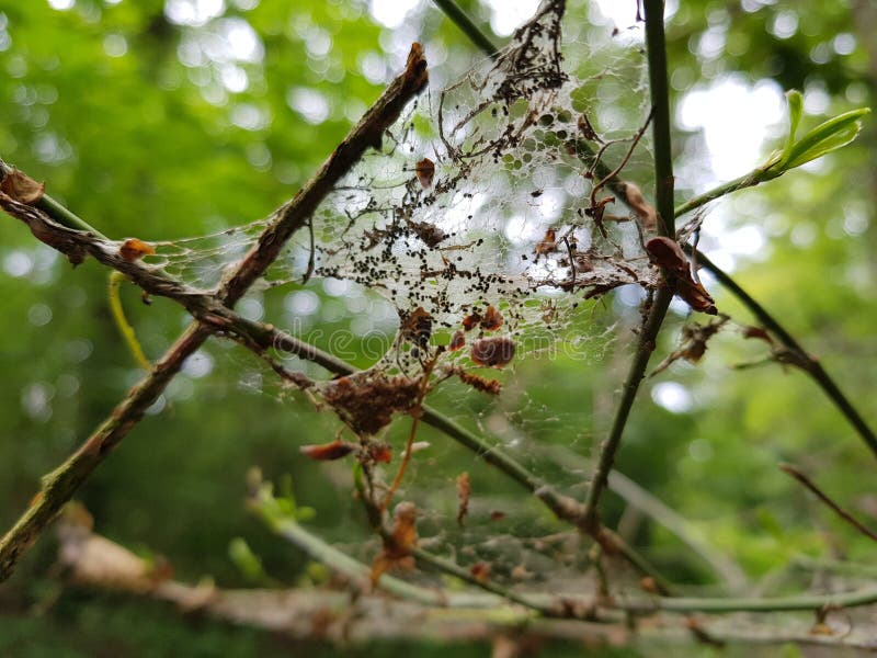 Spider web in tree stock image. Image of spring, blossom - 193282395