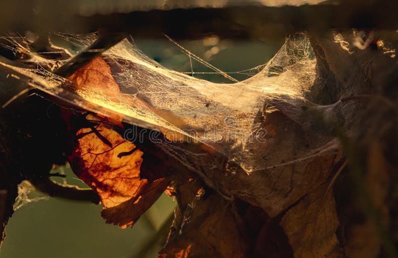 Spider web on tree stock image. Image of animal, insect - 335988255