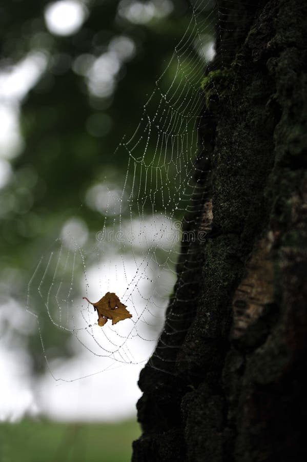 Spider Web on Tree Trunk stock photo. Image of macro - 214168946