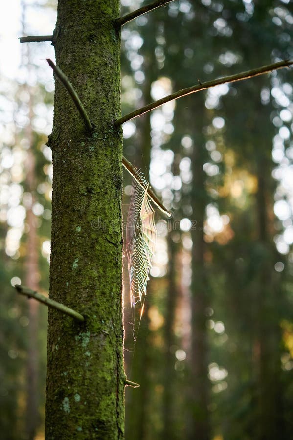 Spider web on a tree trunk stock photo. Image of ambush - 179292282