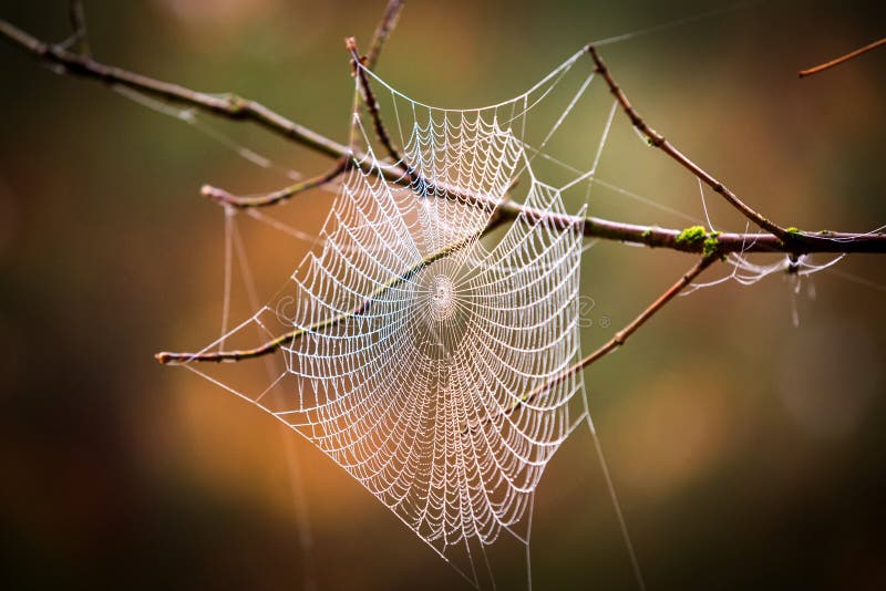 Spider web on tree twig i stock photo. Image of detail - 161997350