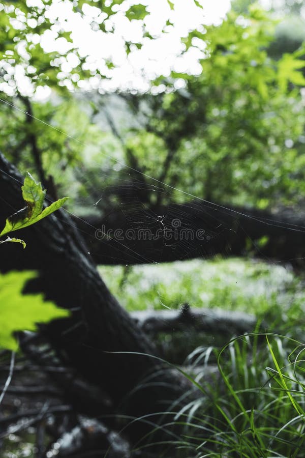 A Spider Web among the Trees in the Forest. Stock Image - Image of ...