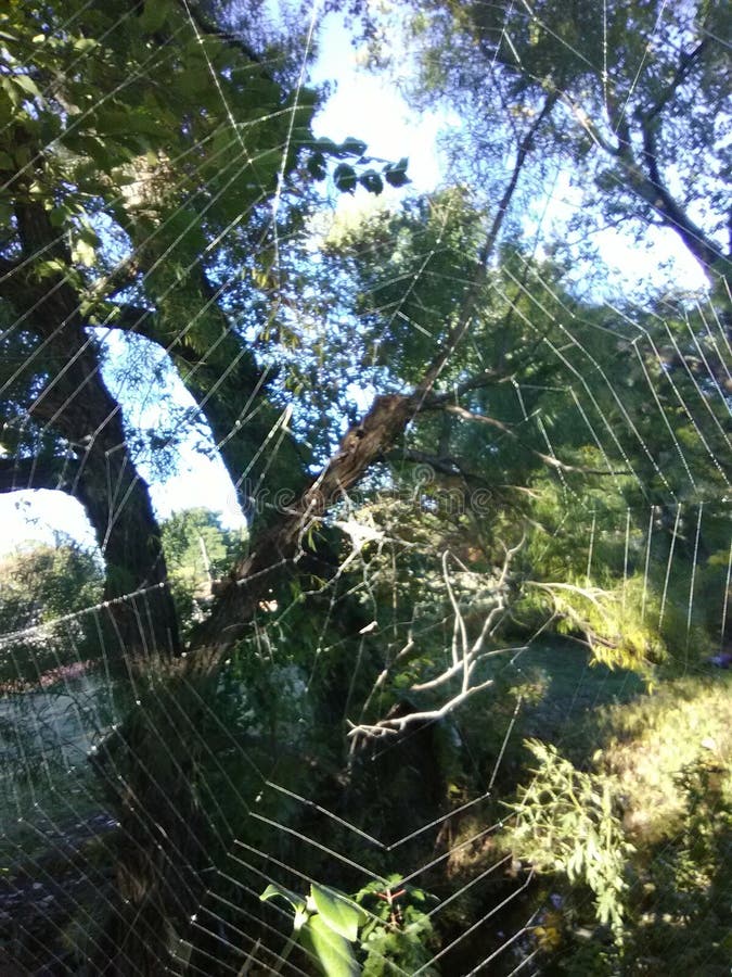 Spider web in the trees stock photo. Image of outside - 165349340