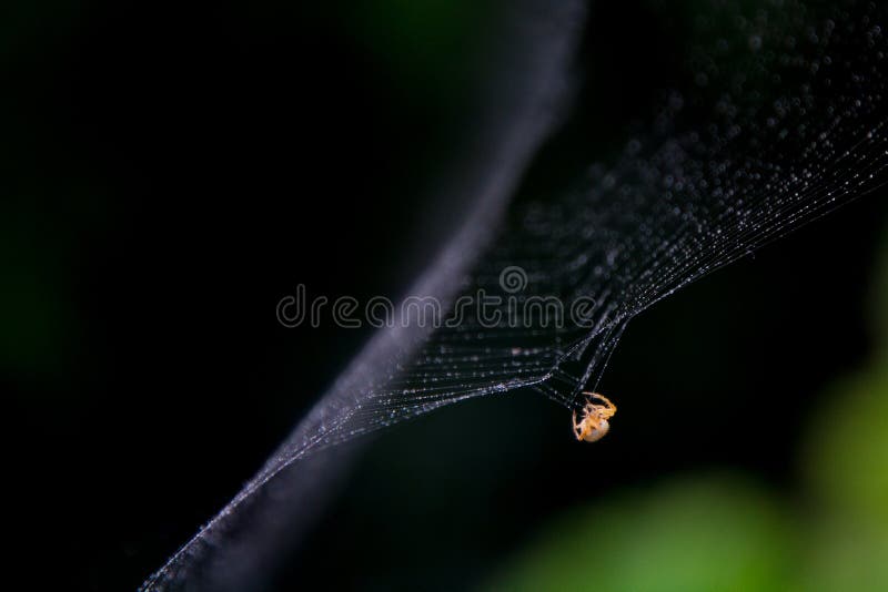 Spider on the web stock image. Image of repair, closeup - 104628189