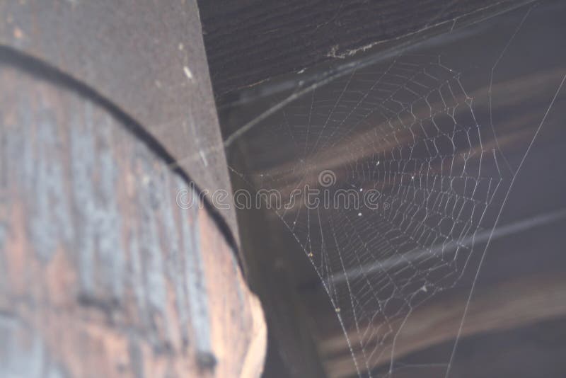 Spider web under walk-way stock photo. Image of nature - 167606146