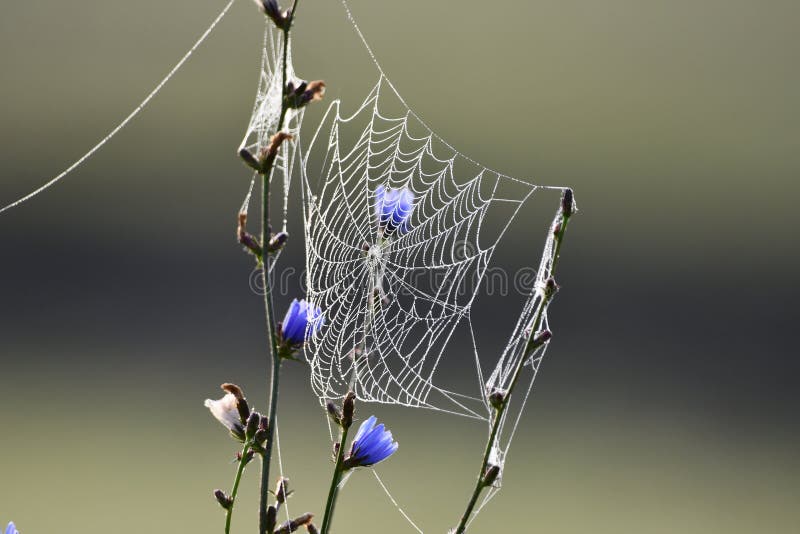 Spider web up close stock image. Image of water, cheerful - 260657409