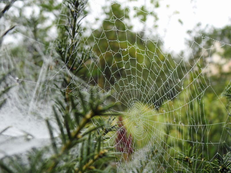 Spider Web, Vegetation, Flora, Leaf Picture. Image: 112495782