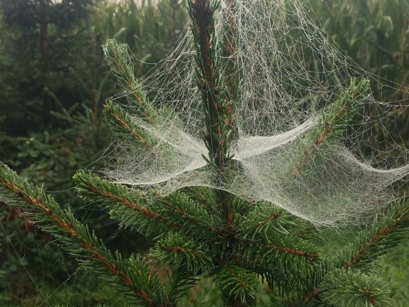 Spider Web, Vegetation, Tree, Pine Family Picture. Image: 112842479