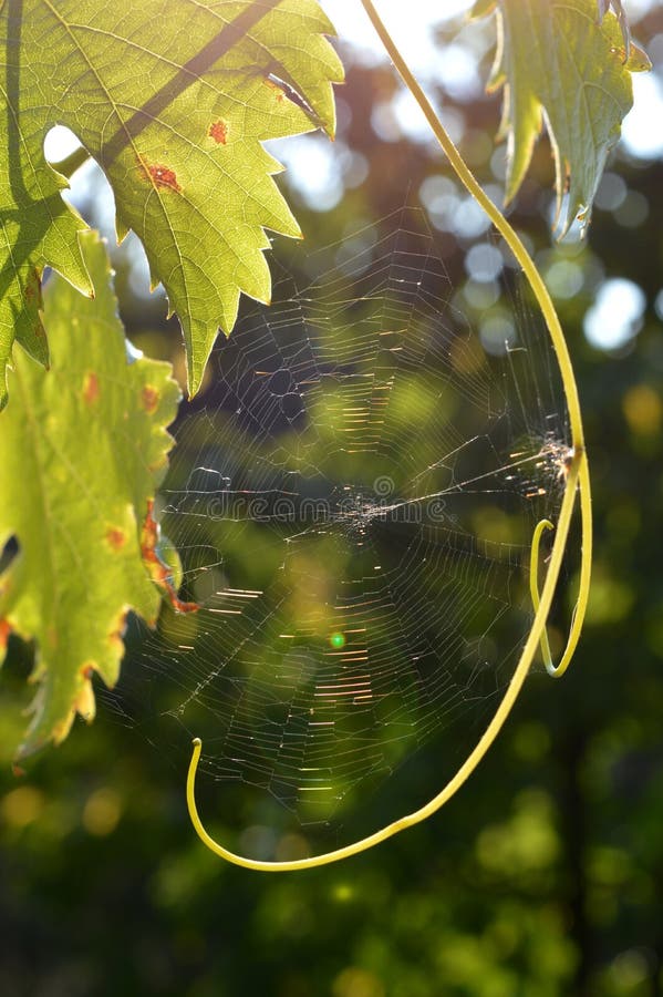 Spider web on the vine stock photo. Image of vine, garden - 155813042