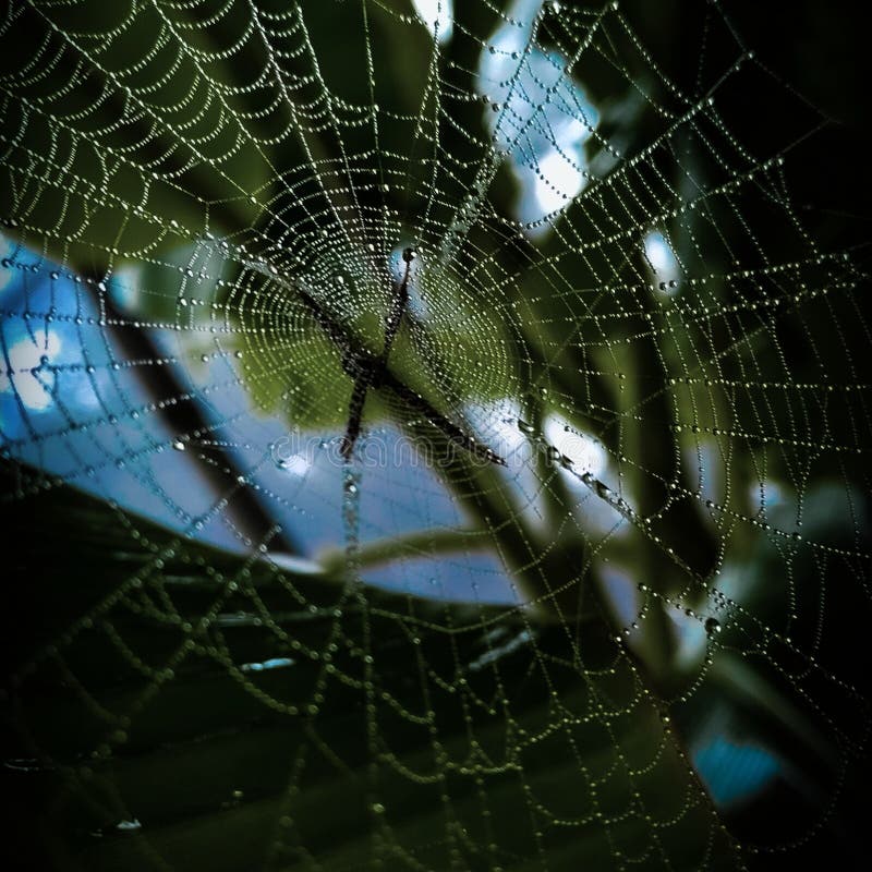 Spider on web stock image. Image of animal, leaf, wabe - 246609579