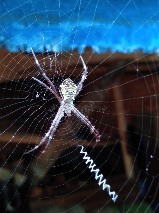 Spider with the Web are Waiting Insect To Catch. Stock Image - Image of ...