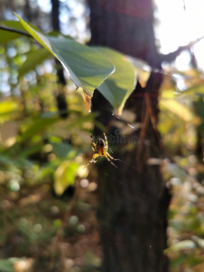 Walk in the Autumn Forest. a Spider in a Web is Waiting for Prey Stock ...