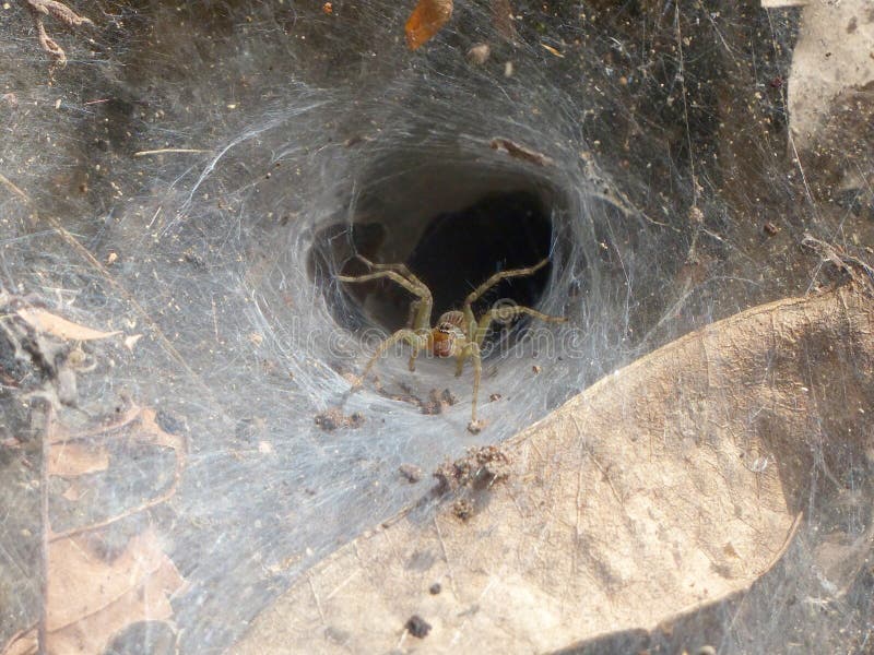 Spider on the Web and Waits for Prey Stock Photo - Image of background ...