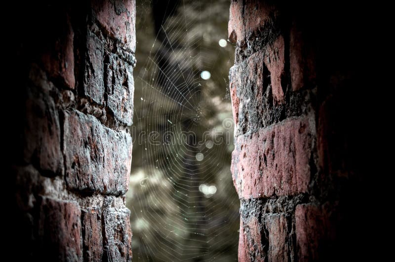 Spider Web between the Walls Stock Image - Image of insect, green ...
