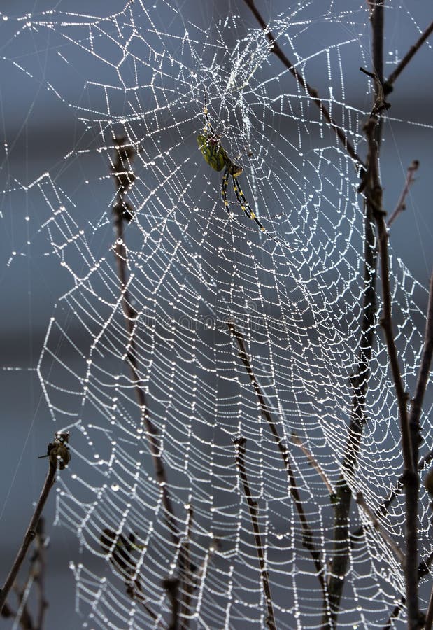 Spider Web, Water, Branch, Tree Stock Photo - Image of arachnid, winter ...