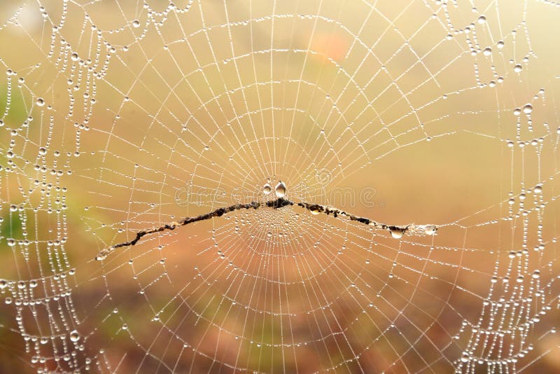 The spider web stock image. Image of drip, spiderweb - 61634231