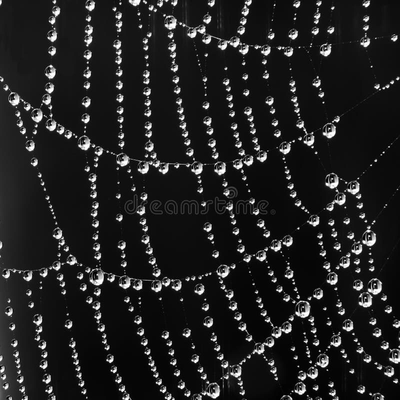 Spider Web with Water Droplets - Black and White Stock Photo - Image of ...