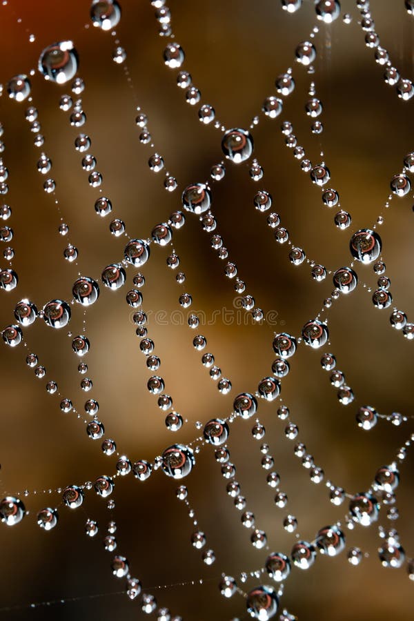 Spider Web with Water Droplets Stock Photo - Image of detail, drops ...