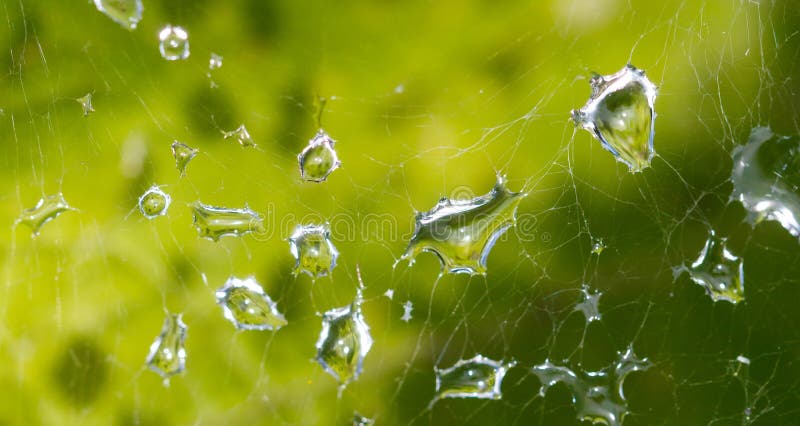 Spider Web with Water Drops with Blurry Background. Stock Image - Image ...