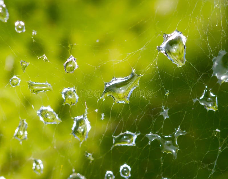 Spider Web with Water Drops with Blurry Background. Stock Image - Image ...