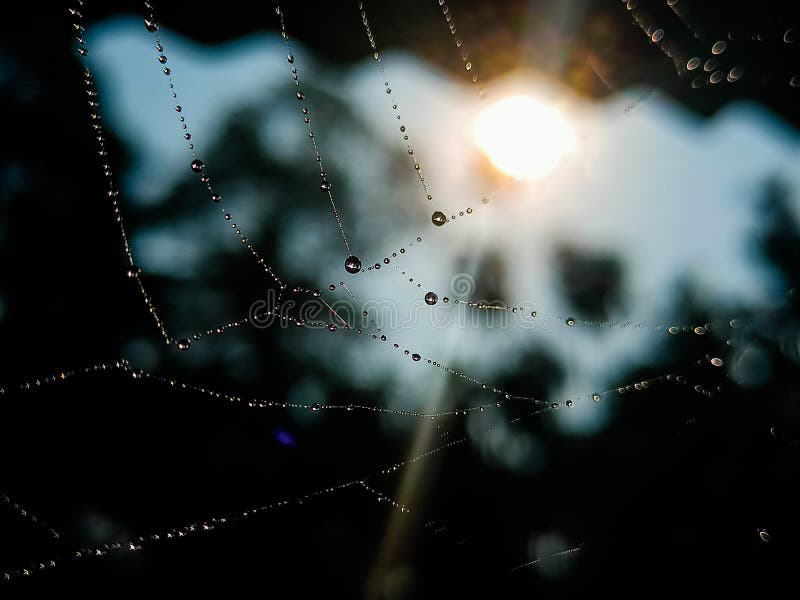 Spider Web with Water Droplets Stock Photo - Image of killer, monsoon ...