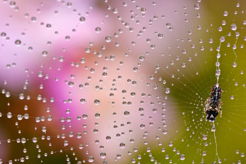 Spider Web with Water Drops Stock Image - Image of grass, shape: 27820891