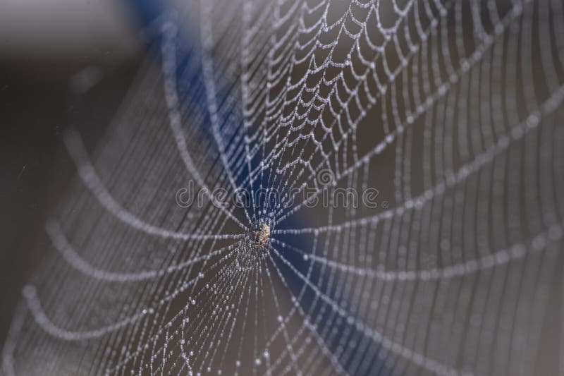 Spider Web with Water Drops Stock Photo - Image of spiral, symetry ...