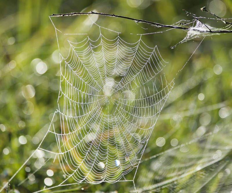 Spider Web with Water Drops with Blurry Background. Stock Image - Image ...