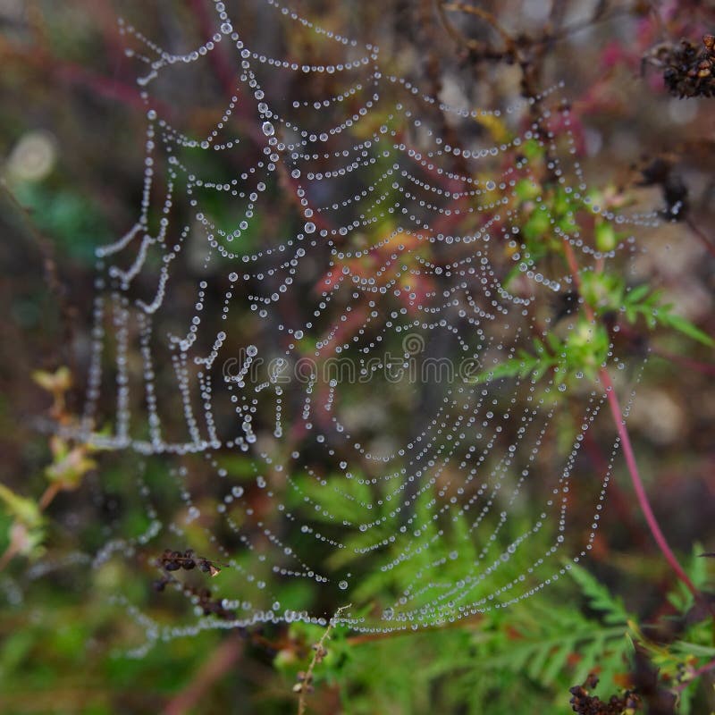 Spider Web with Water Pearls Stock Image - Image of droplet, concept ...