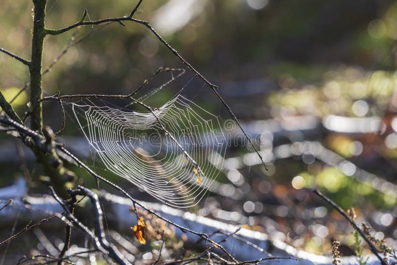 A Spider Web in the Morning Backlight Stock Image - Image of nature ...
