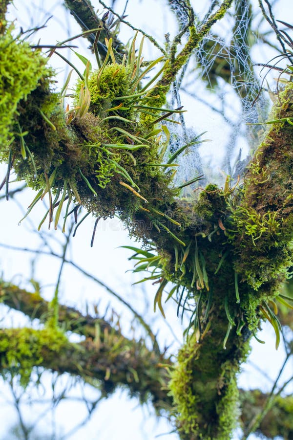 Spider web stock image. Image of spider, thailand, nature - 68749863