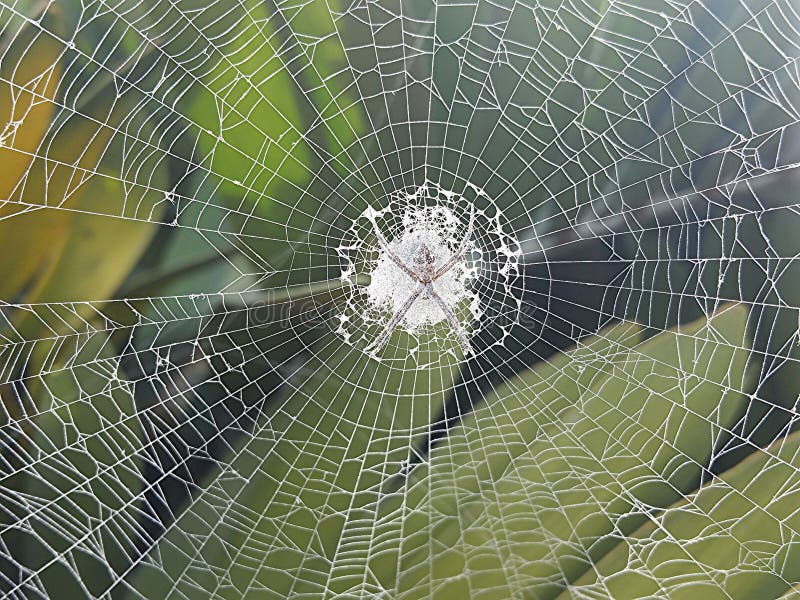 Dusty spider web stock photo. Image of black, dust, spiderweb - 88445956