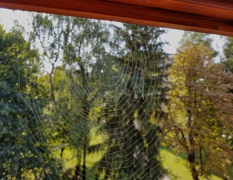 Spider Web in Window with Blurred Trees in Background. Stock Photo ...