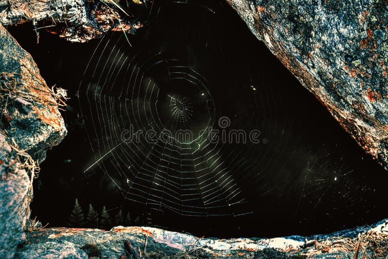 Spider Web in the Woods in a Cave. Stock Photo - Image of woods, cave ...