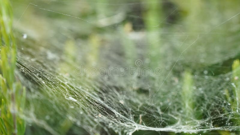 Spider Web. Spider Web Woven on a Hedge. Stock Image - Image of field ...