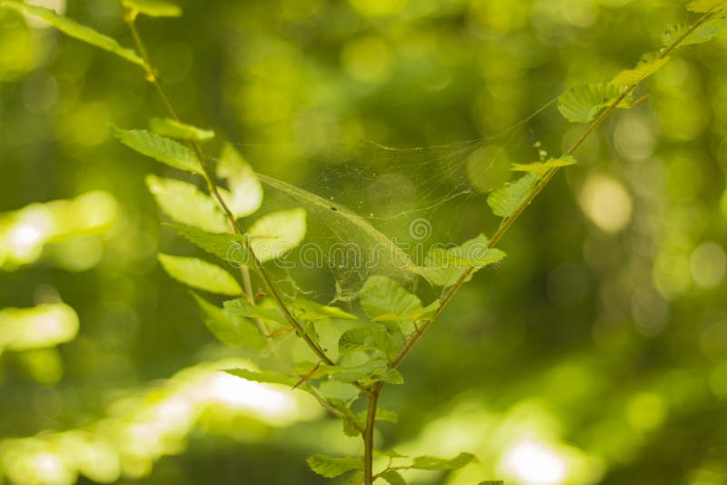 Spider Web Woven between Tree Leaves in the Forest Stock Photo - Image ...