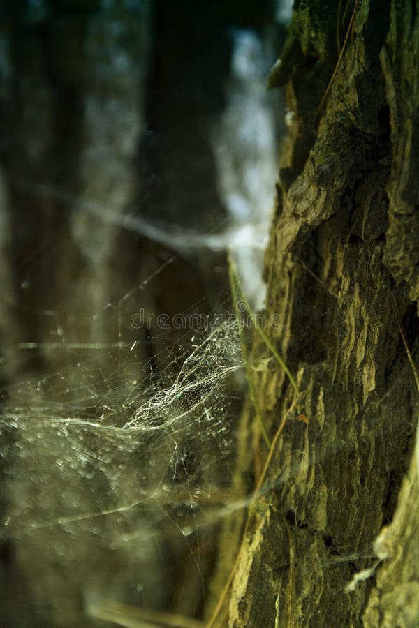 Spider Web Woven between Trees Stock Image - Image of texture, danger ...