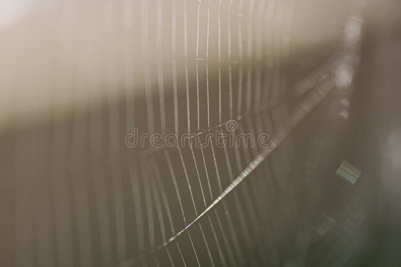 Spider Web , in the Yard Geometry Stock Photo - Image of nature, spider ...