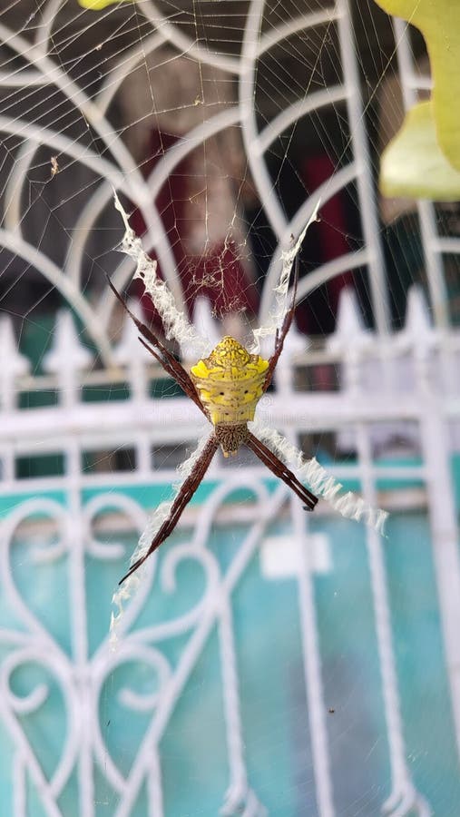 Spider Web X Yellow Stomach Stock Photo - Image of beautiful, yellow ...